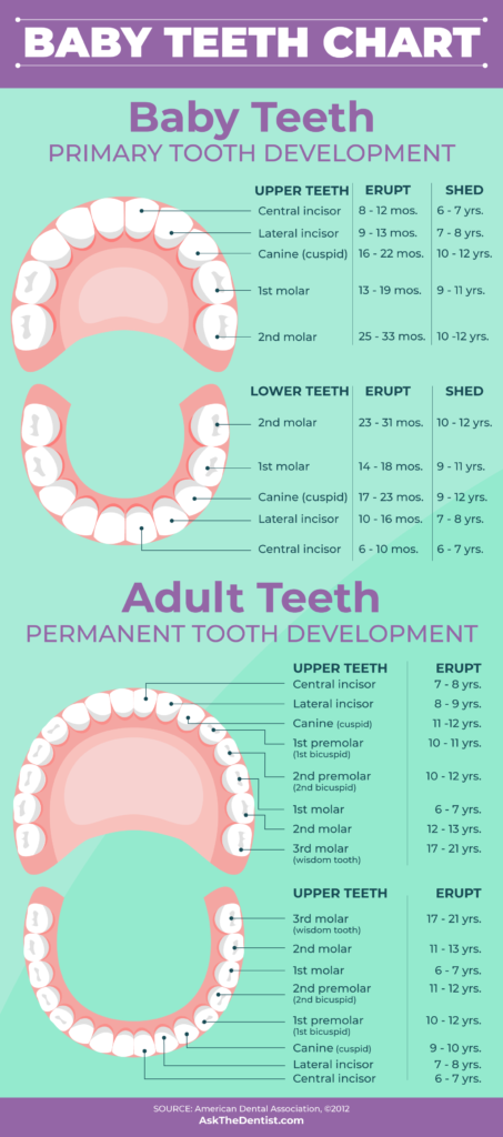 Baby Teeth: Eruption Charts, When They Fall Out, and Proper Care